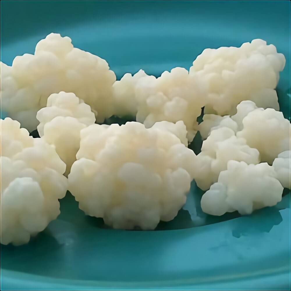 Kefir de Leite de Cabra: Conheça os Benefícios deste Superalimento